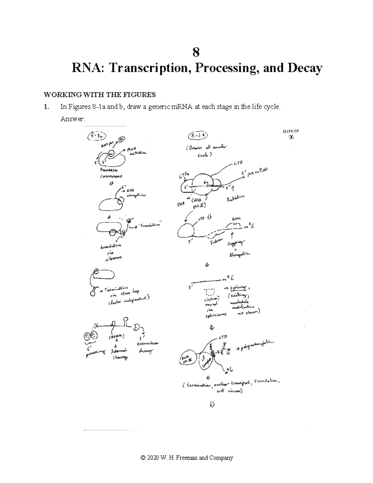answers IGA 12e Chapter 8 - 8 RNA: Transcription, Processing, and Decay WORKING WITH THE FIGURES ...
