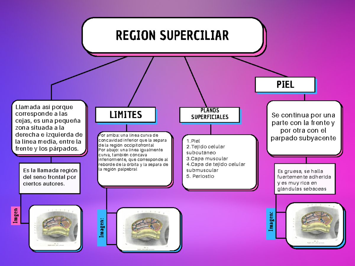 Region superciliar - Imagen: Imagen: LIMITES ####### Llamada así porque ...