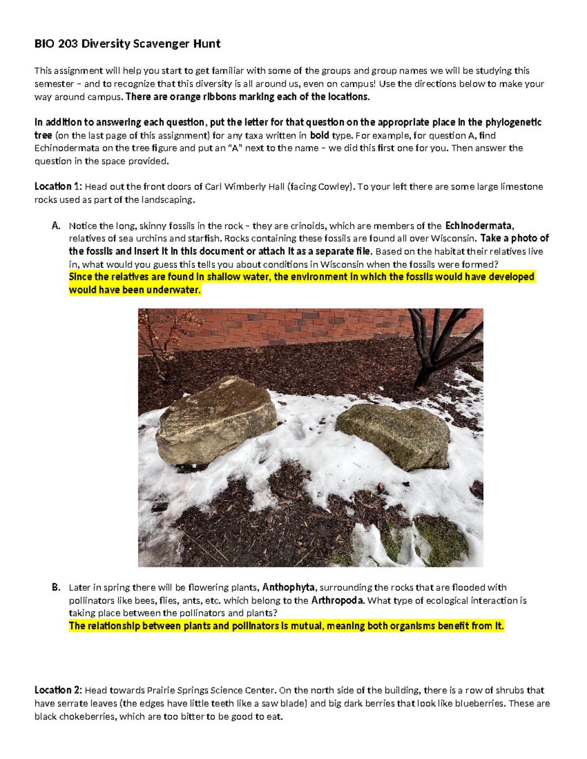 Bio203 Biodiversity Scavenger Hunt S21-4 - BIO 203 Diversity Scavenger ...