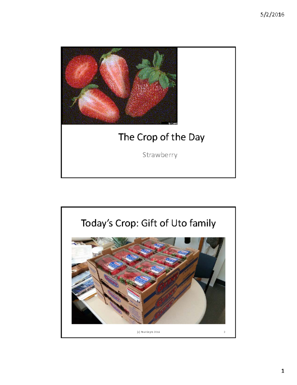 Strawberry History - The Crop of the Day Strawberry Todayís Crop: Gift ...