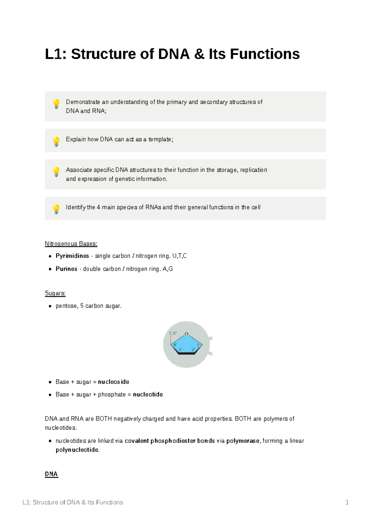 Bms1062 notes pt1 - L1: Structure of DNA & Its Functions 1 L1 ...