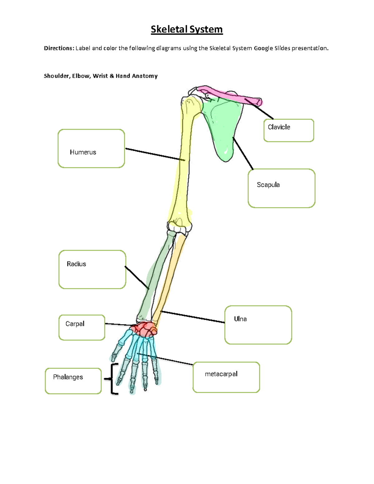 Kami Export - Karim Ramos - Skeletal System Label Activity Part 2 ...