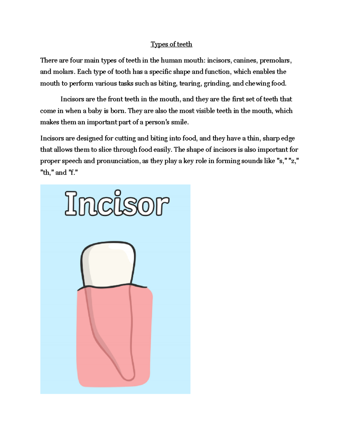 Types of teeth - Each type of tooth has a specific shape and function ...