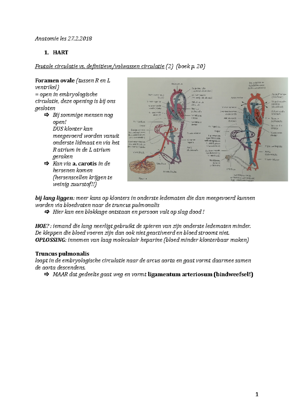 Het hart (werking, innervatie, bloedtoevoer en afvoer,...) - Anatomie ...