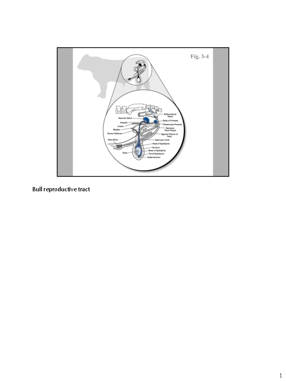 Aditional figures BBSenger - Chapter 1 - Bull reproductive tract Bull ...