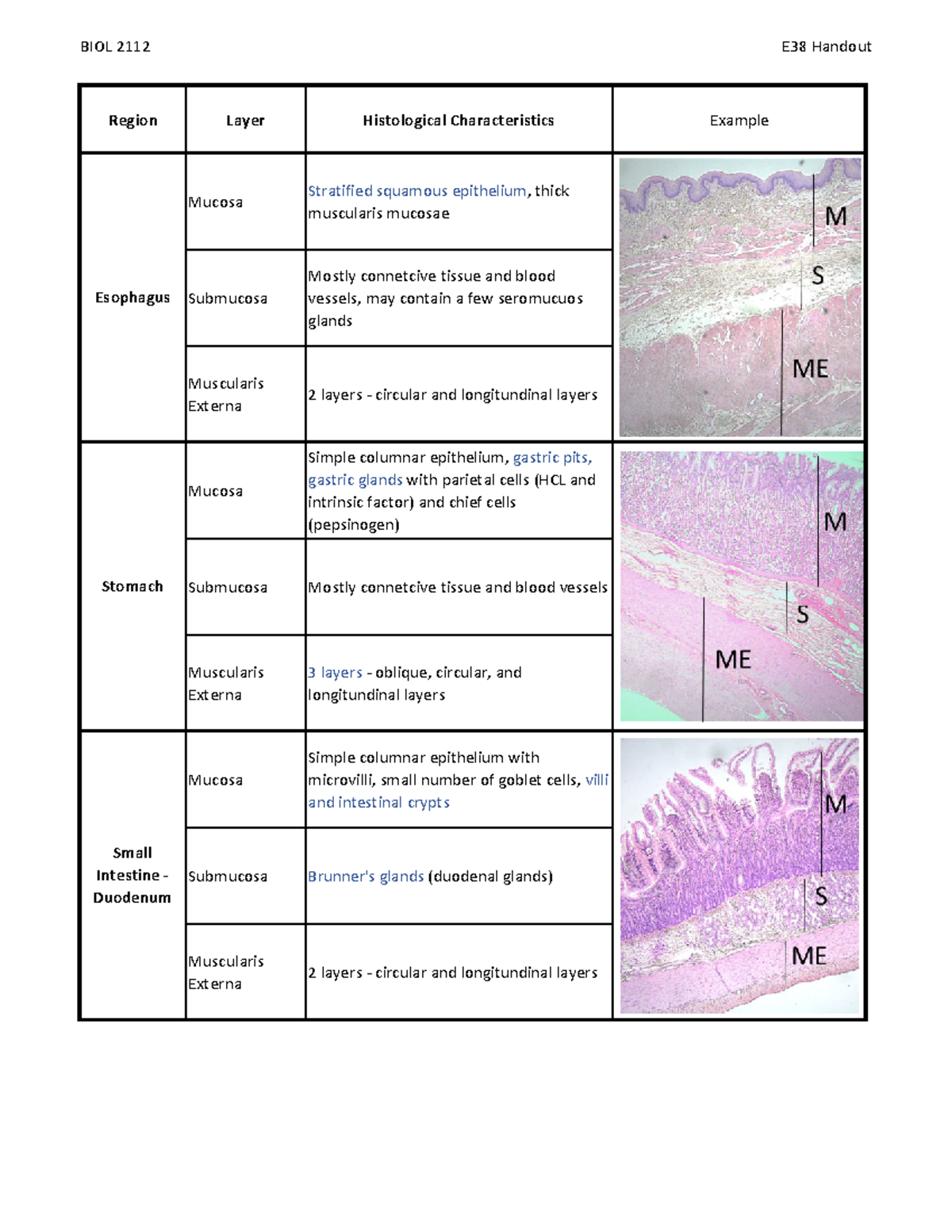 BIOL 2252 EX38 GI Tract Tissues Handout F24 - BIOL 2112 E38 Handout ...