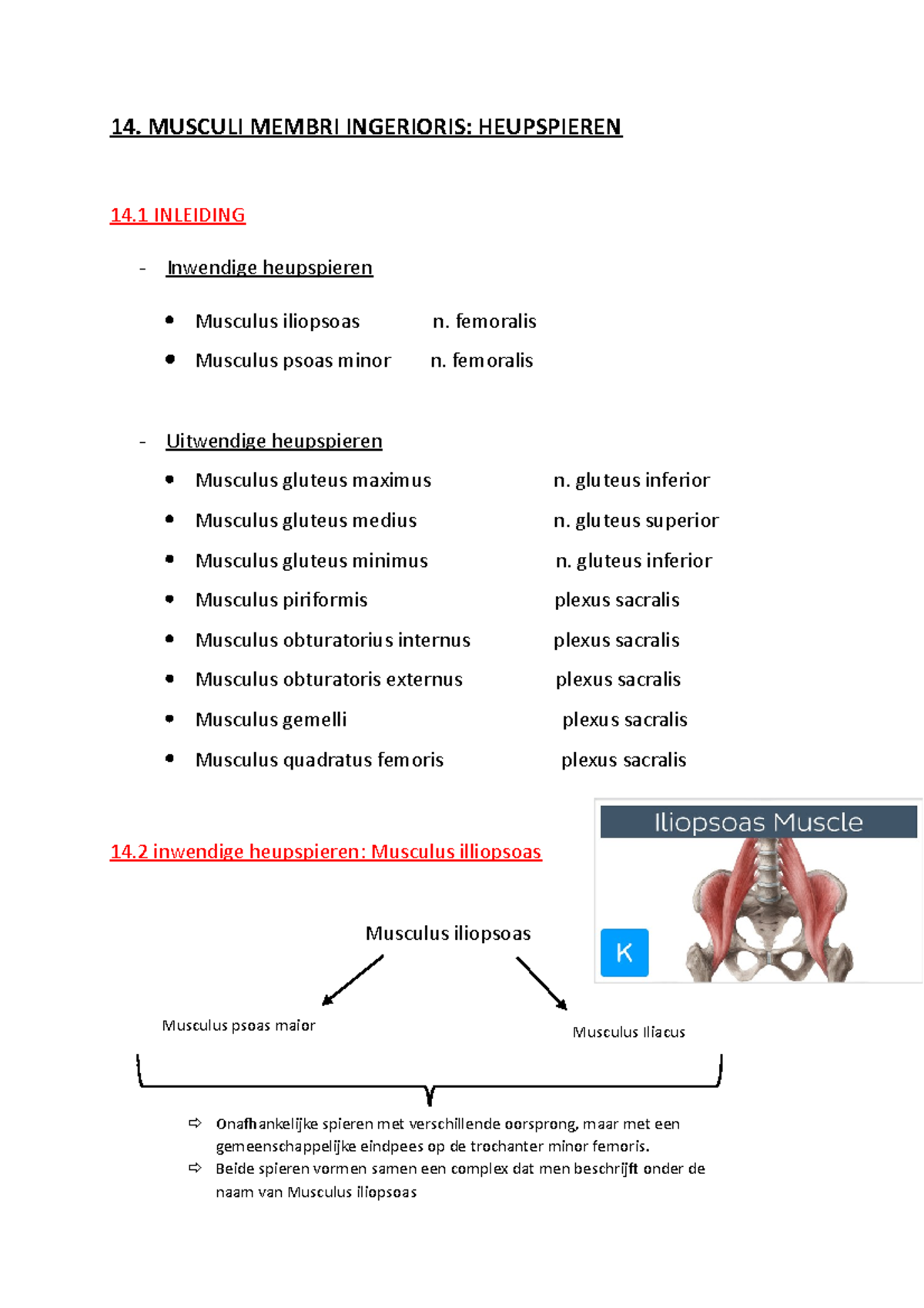 Heupspieren K - 14. MUSCULI MEMBRI INGERIORIS: HEUPSPIEREN 14 INLEIDING ...