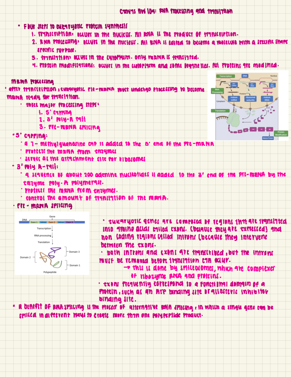 intro to biology : RNA processing and translation - canvas HW 109 : RNA ...