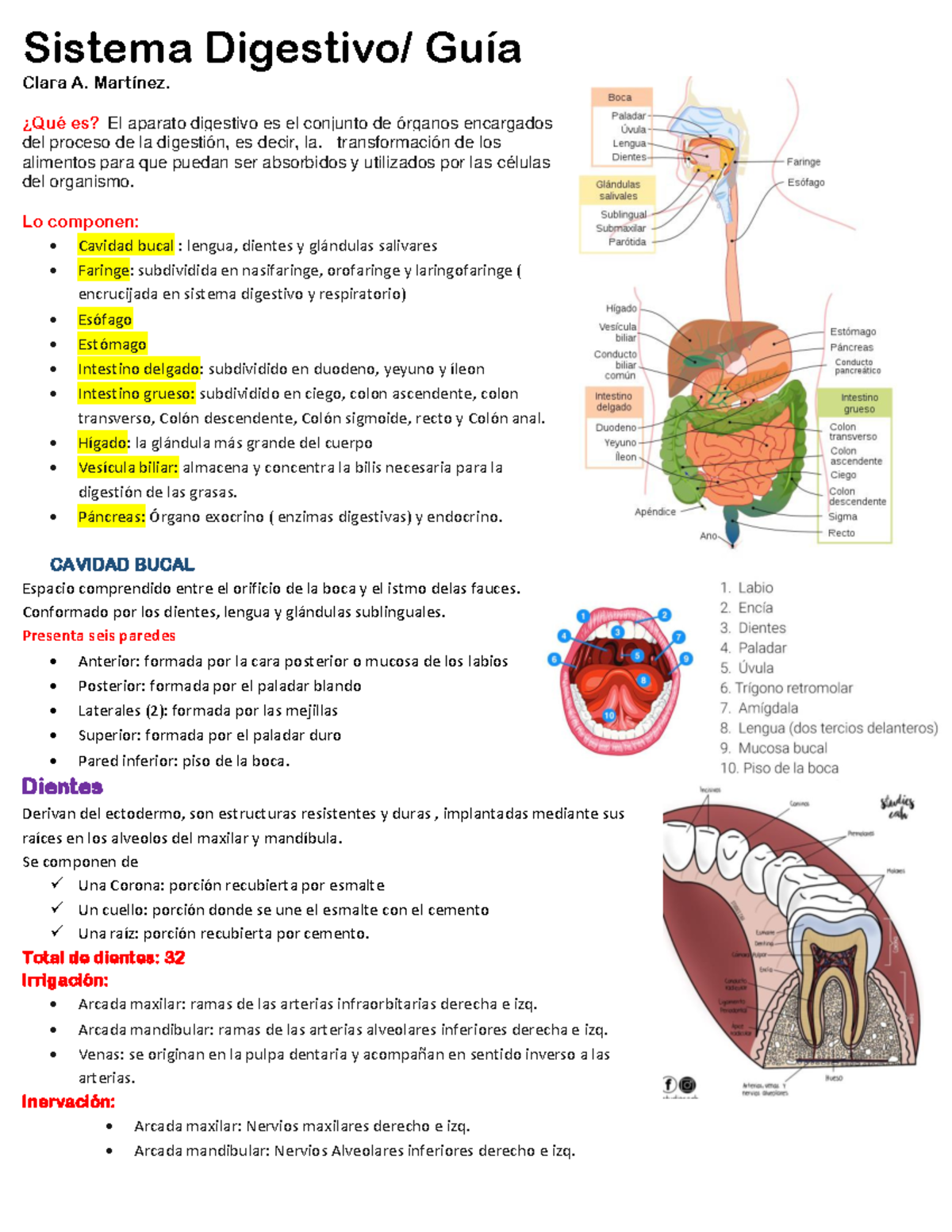 Sistema digestivo guía de estudio. - Sistema Digestivo/ Guía Clara A ...