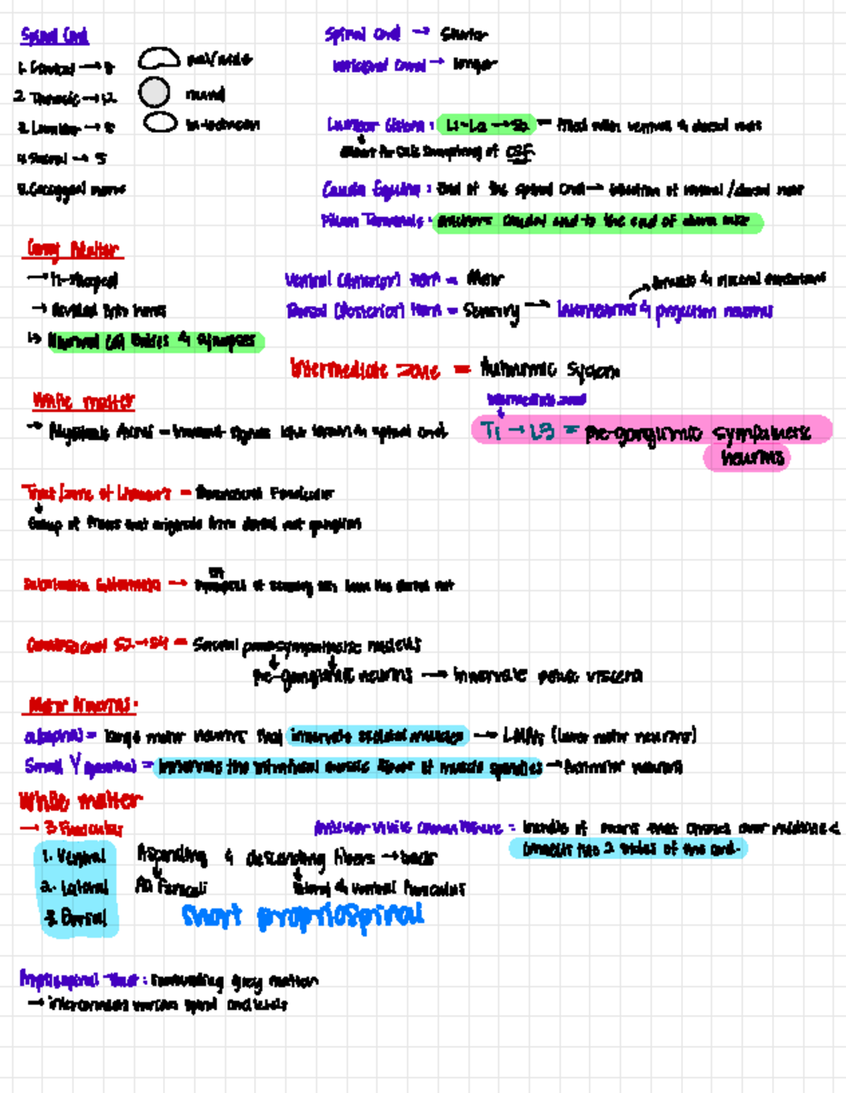 Exam 2 Notes - Spinal Lord spinal card- shorter Cervical -> 8 & mal ...