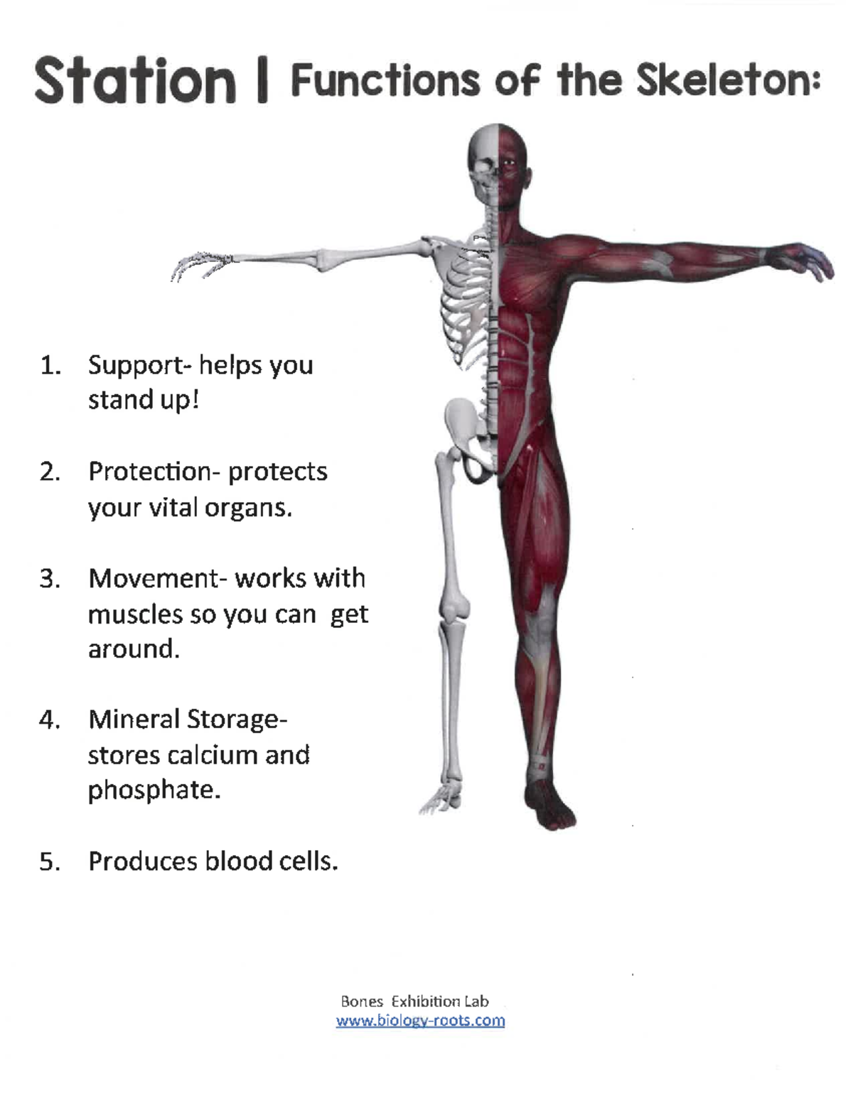 Bones Stations Info - anatomie pathologique - Studocu