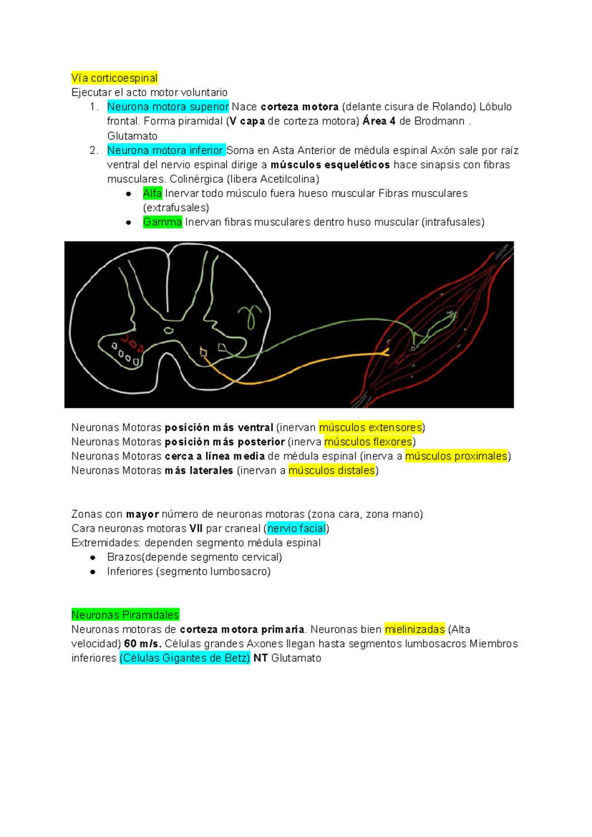 Vias descendentes - Vía corticoespinal Ejecutar el acto motor ...