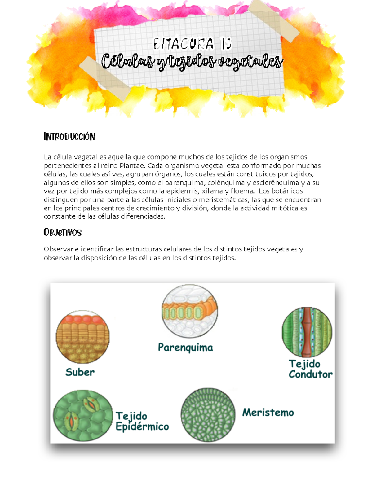 Bitacora 13 de biologia celular de eucariotes Encb - Biologia - IPN ...