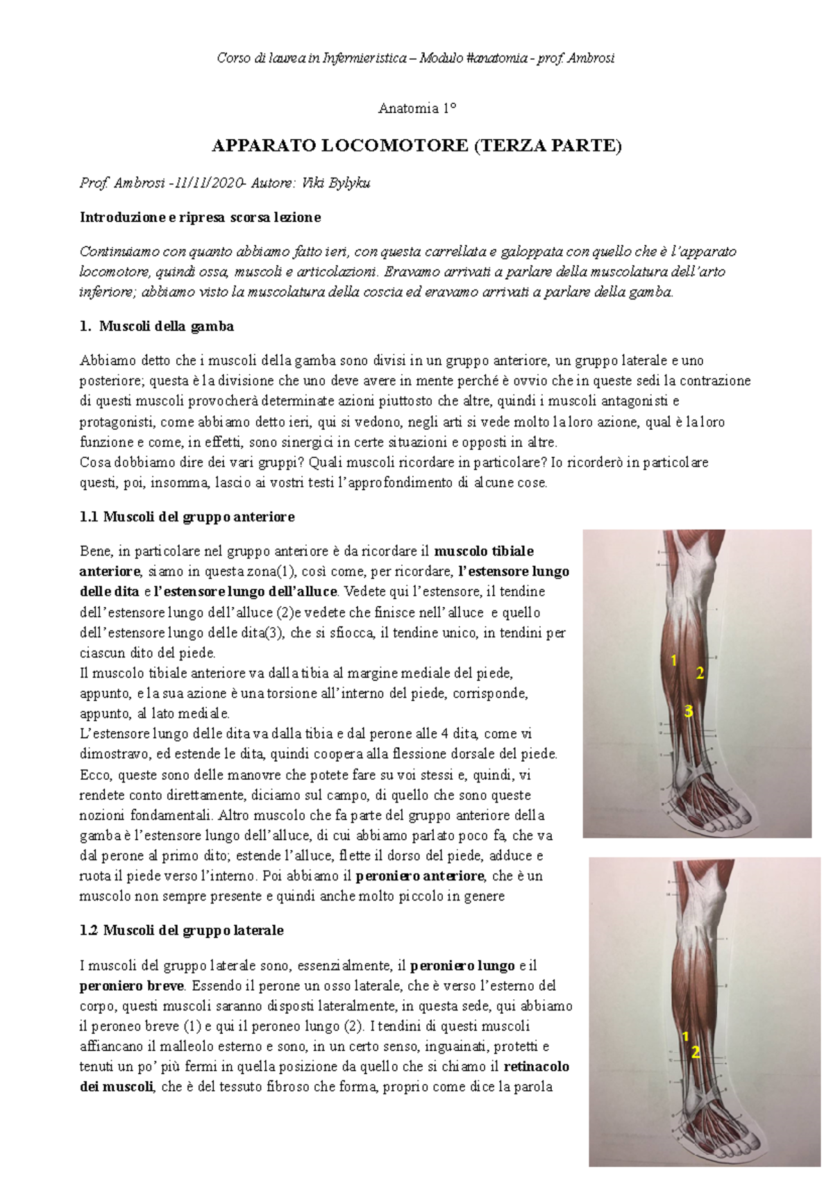 Apparato locomotore 4 - Anatomia 1° APPARATO LOCOMOTORE (TERZA PARTE ...
