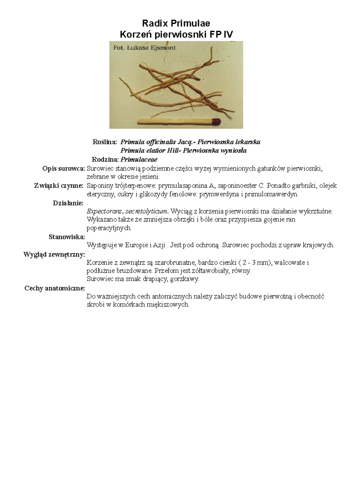 Radix Primulae - Radix Primulae Korzeń pierwiosnki FP IV Roślina ...