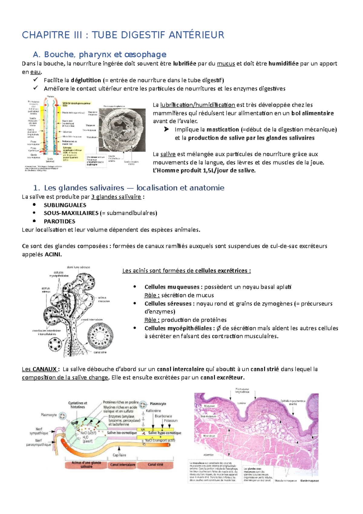 Chapitre III - tube digestif antérieur - CHAPITRE III : TUBE DIGESTIF ...