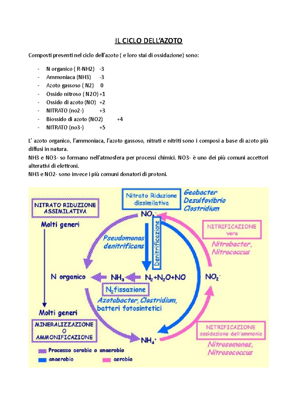 7. Ciclo DELL' Azoto - IL CICLO DELL’AZOTO Composti presenti nel ciclo ...