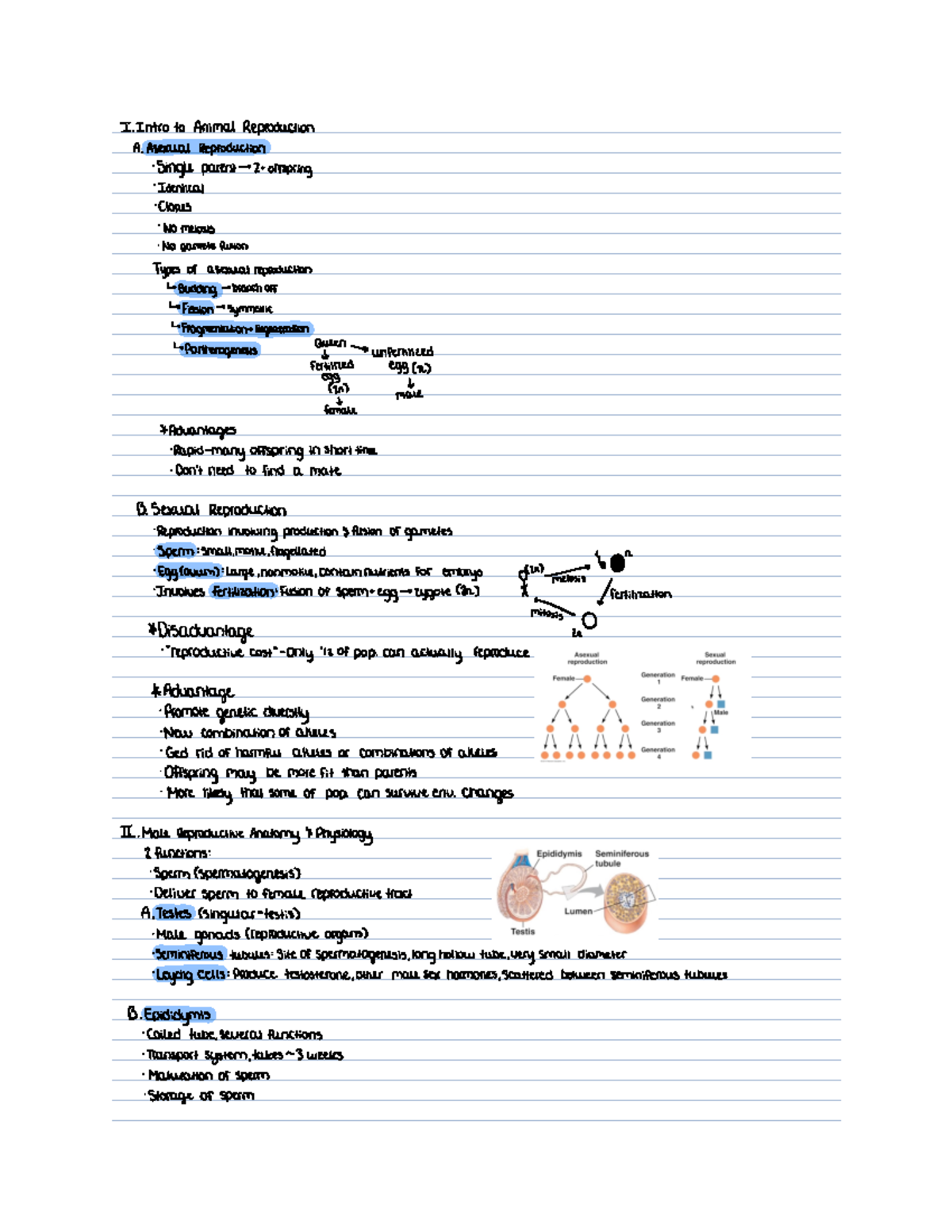 Reproduction 1 - Lecture notes 14 - I. Intro to Animal Reproduction A ...