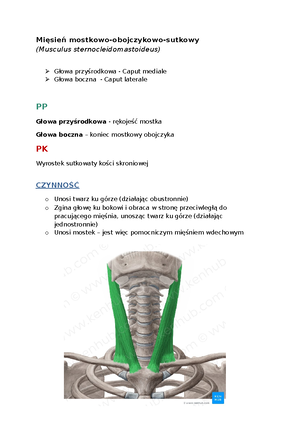 4 - Anatomia funkcjonalna i rtg- notatki - żebra - ŻEBRA U człowieka ...