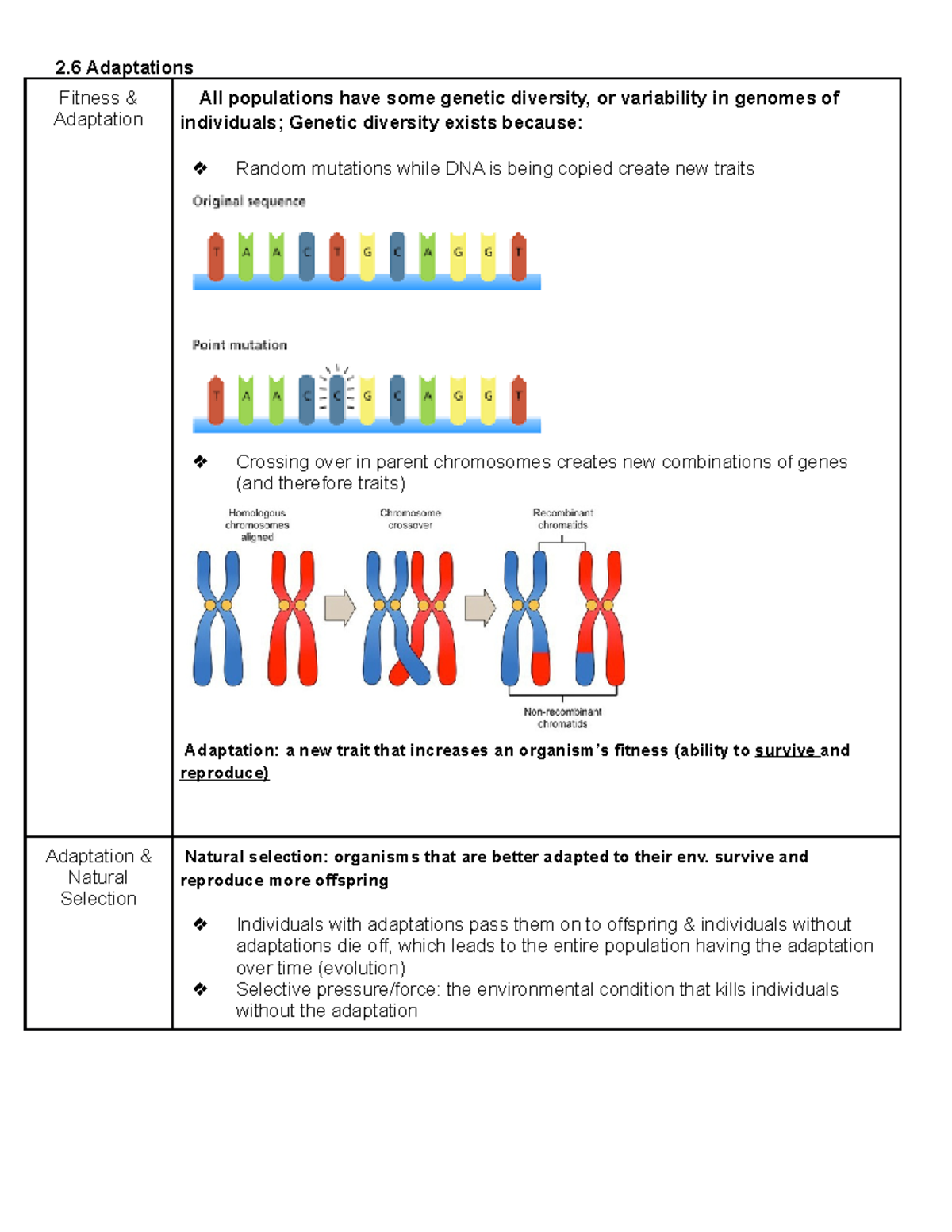 2.6 Adaptations Guided Notes DONE - 2 Adaptations Fitness & Adaptation ...