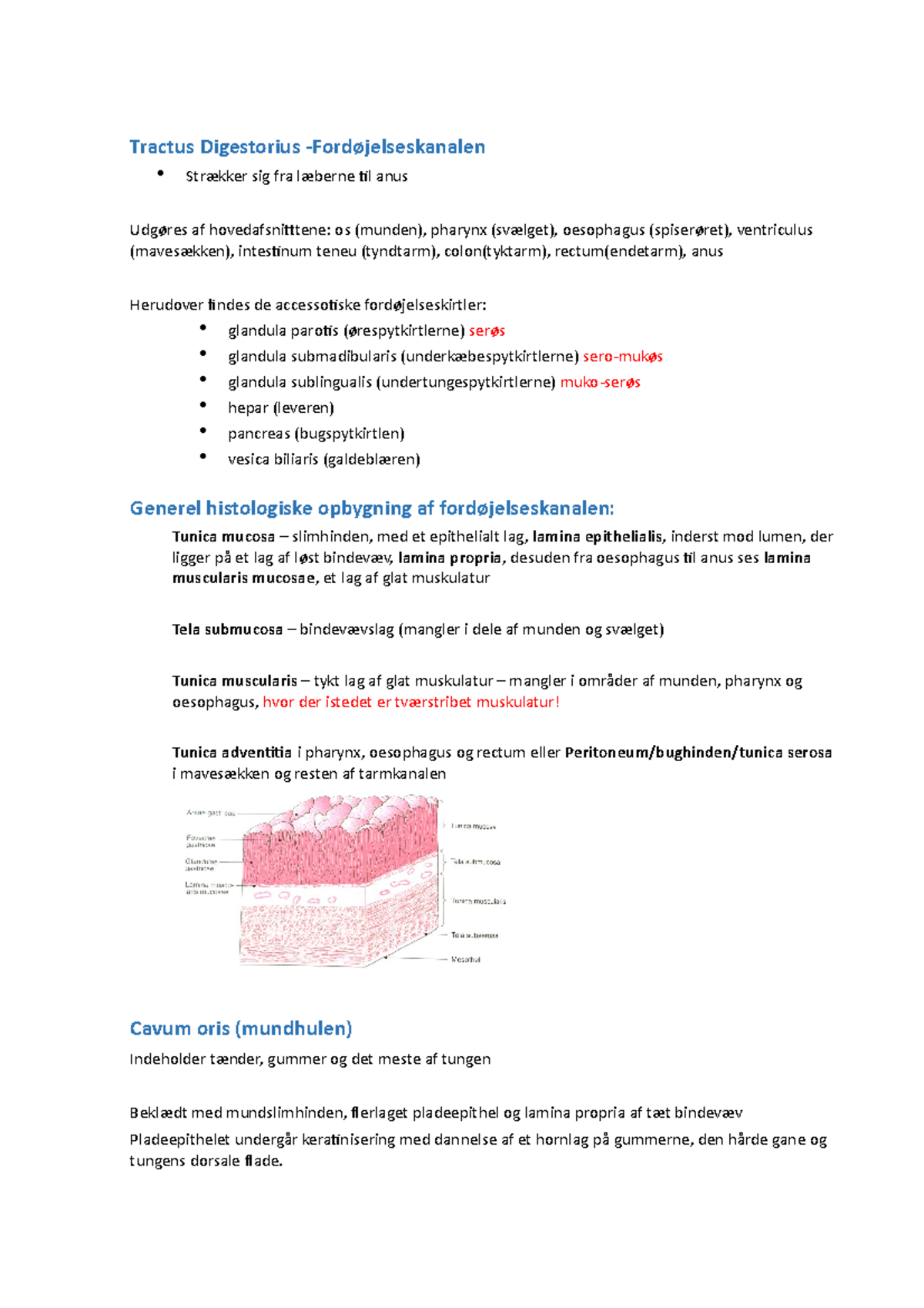 Øvre fordøjelse histologi - Tractus Digestorius -Fordøjelseskanalen ...