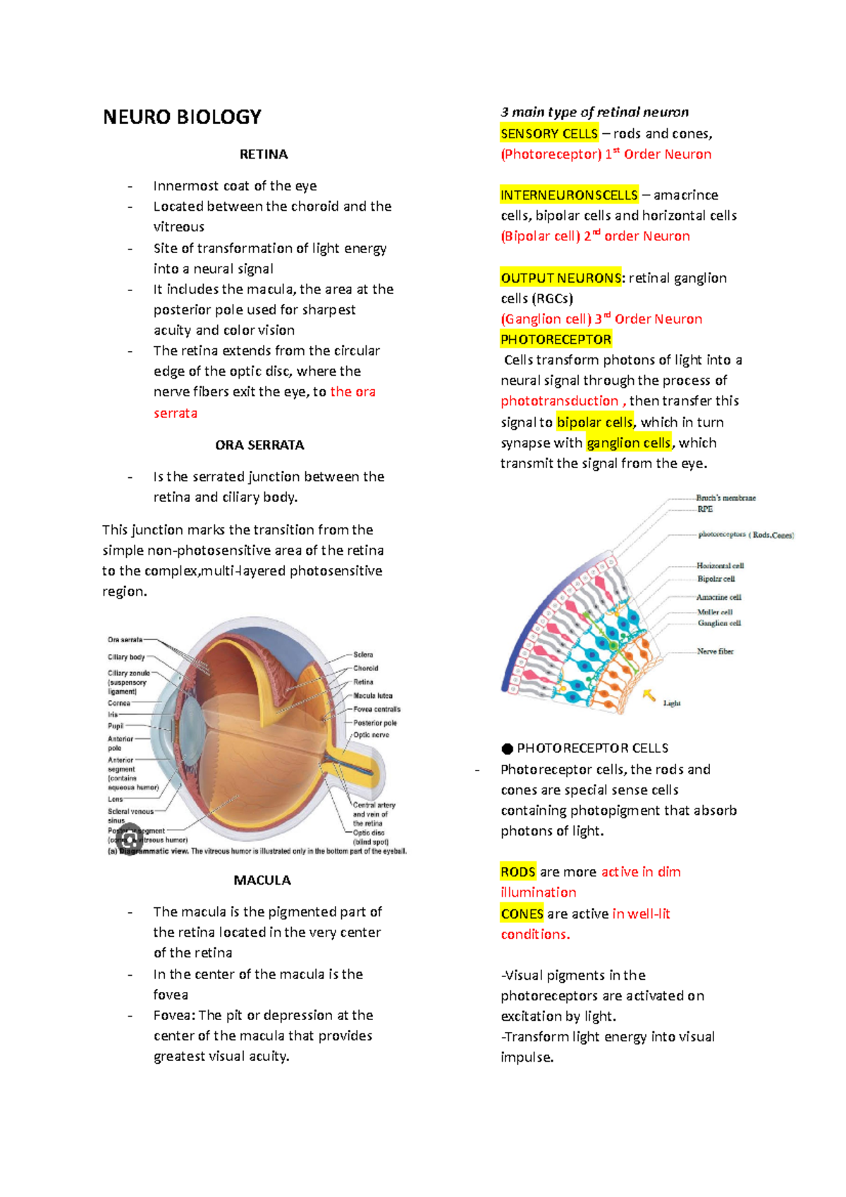 Neuro Biology notes - nothing - NEURO BIOLOGY RETINA Innermost coat of ...