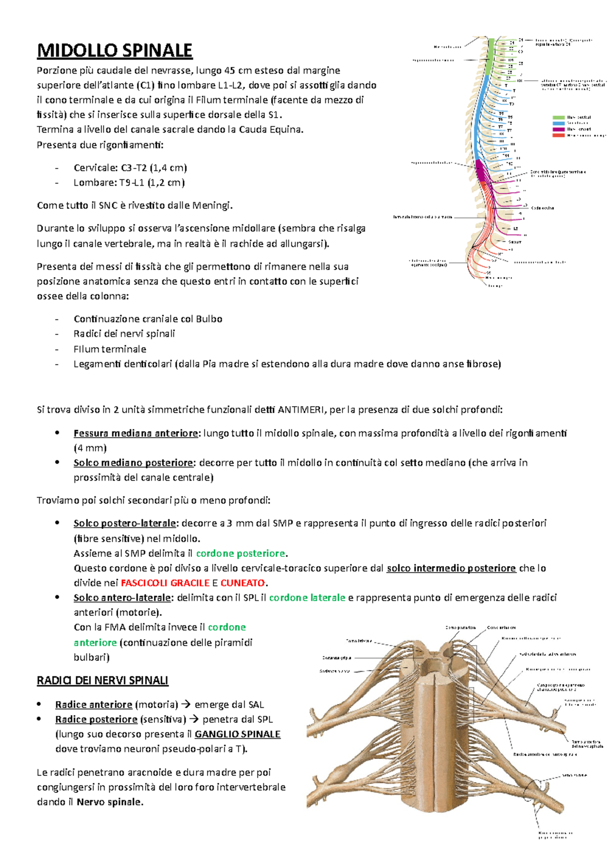 Midollo Spinale - Trattato di Anatomia umana - MIDOLLO SPINALE Porzione ...