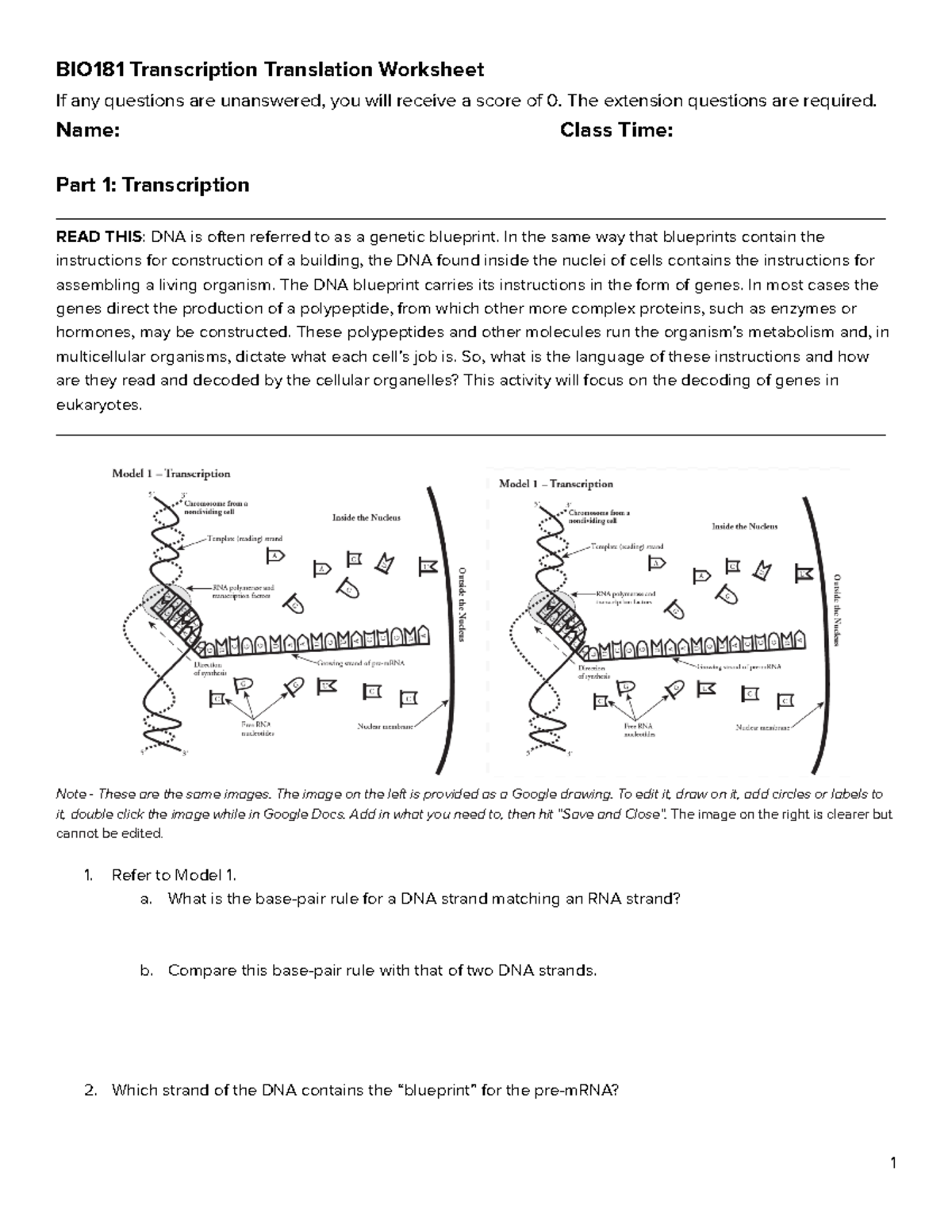 BIO181 Transcription Translation Worksheet.docx - Google Docs - BIO181 ...