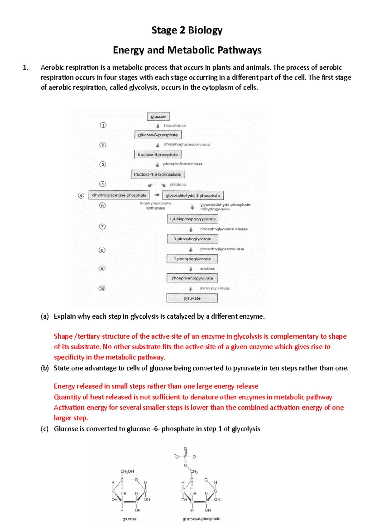 Cell eneregy and metabolic pathways wksheet answers - Stage 2 Biology ...