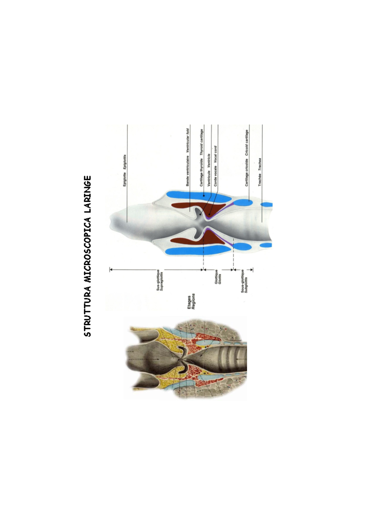 Anatomia Speciale Laringe - STRUTTURA MICROSCOPICA LARINGE Componenti ...