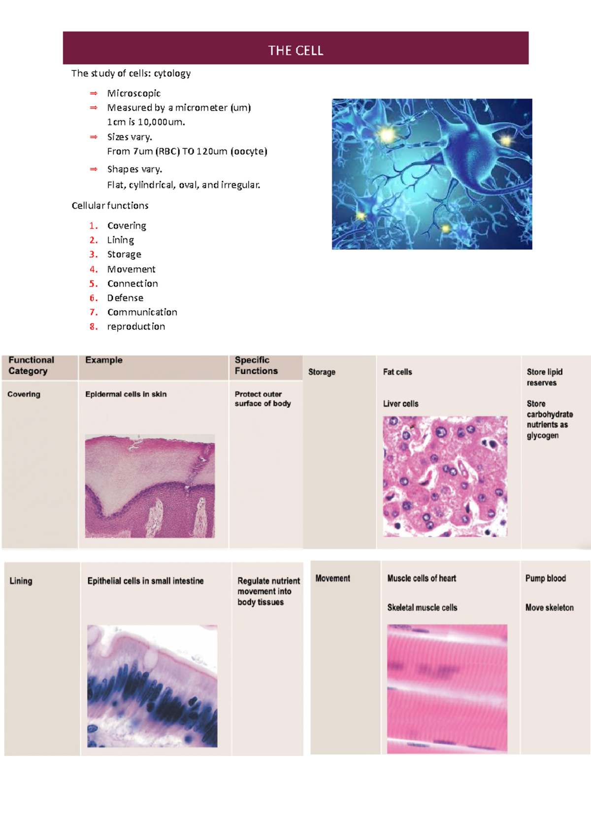 The cell - cells - The study of cells: cytology Microscopic Measured by ...