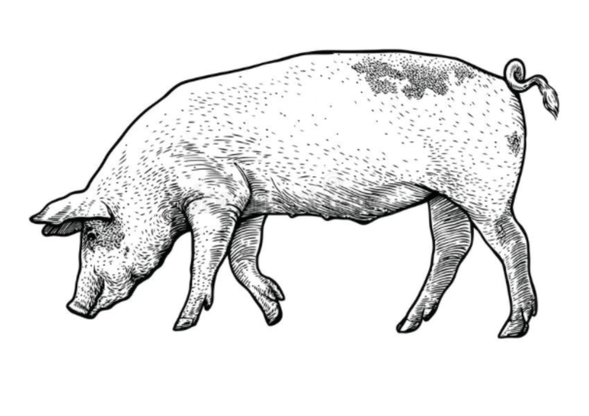 Pig drawing answers - VET200 - kidneys - liver - pericardial cavity ...