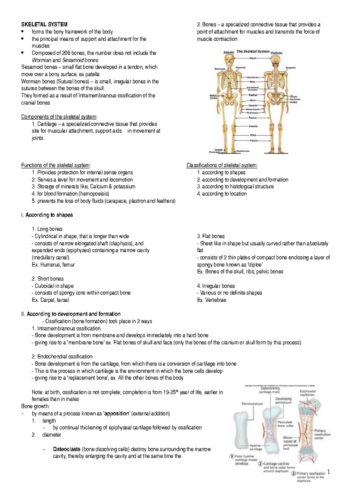Skeletal system - credits to the owner - SKELETAL SYSTEM forms the bony ...