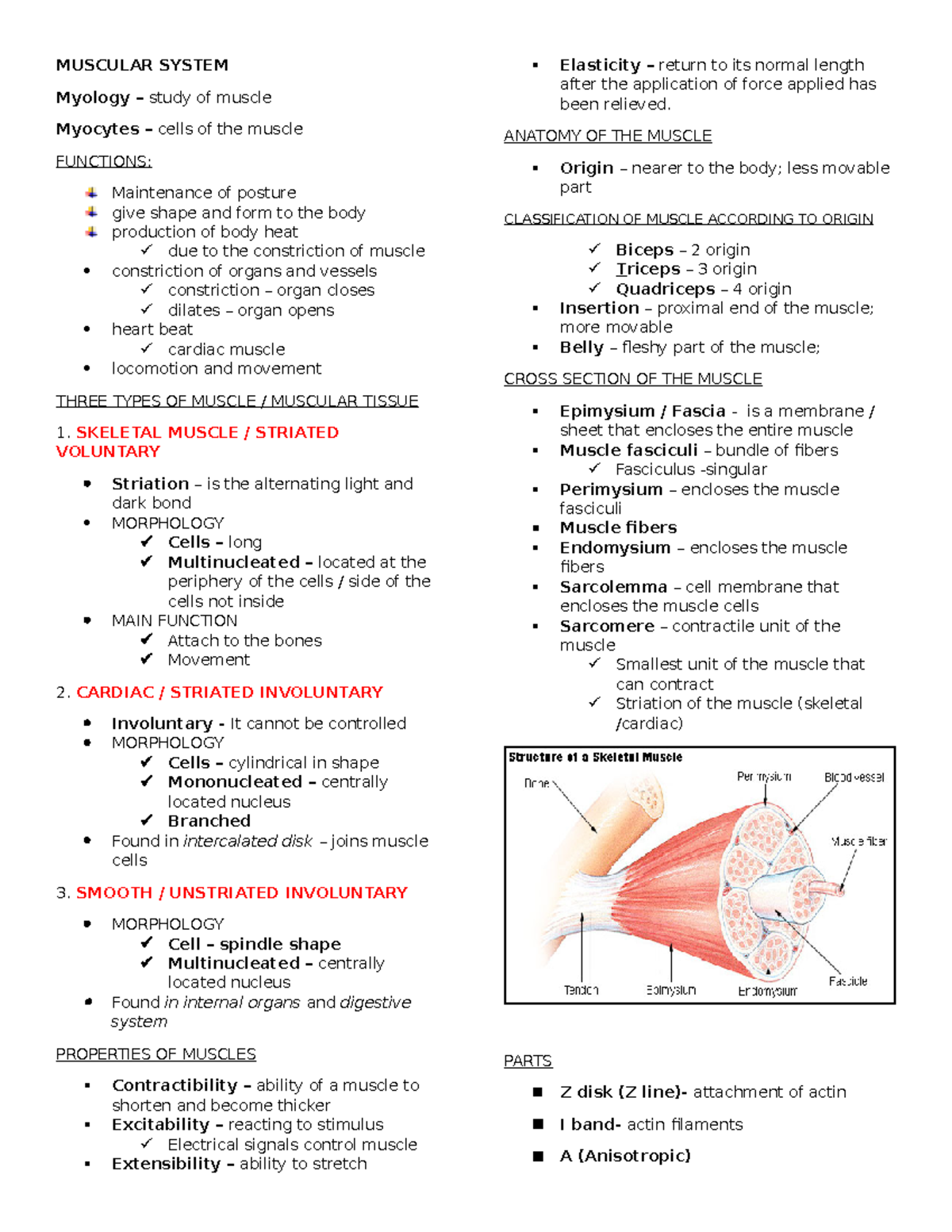 03 Muscular AND Digestive System - MUSCULAR SYSTEM Myology – study of ...