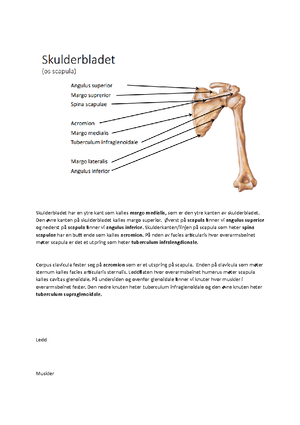 Mal Periodeplan (4) - Navn: Leonhard Åserud Spidsø Målsetting: Få bedre ...