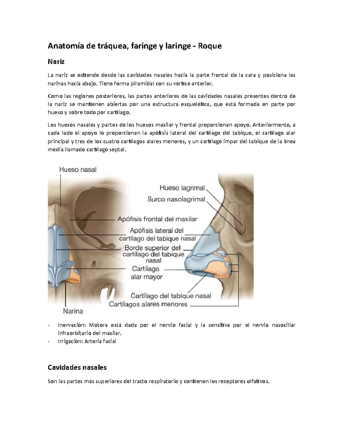 Anatomía VRS - Anatomía de tráquea, faringe y laringe - Roque Nariz La ...