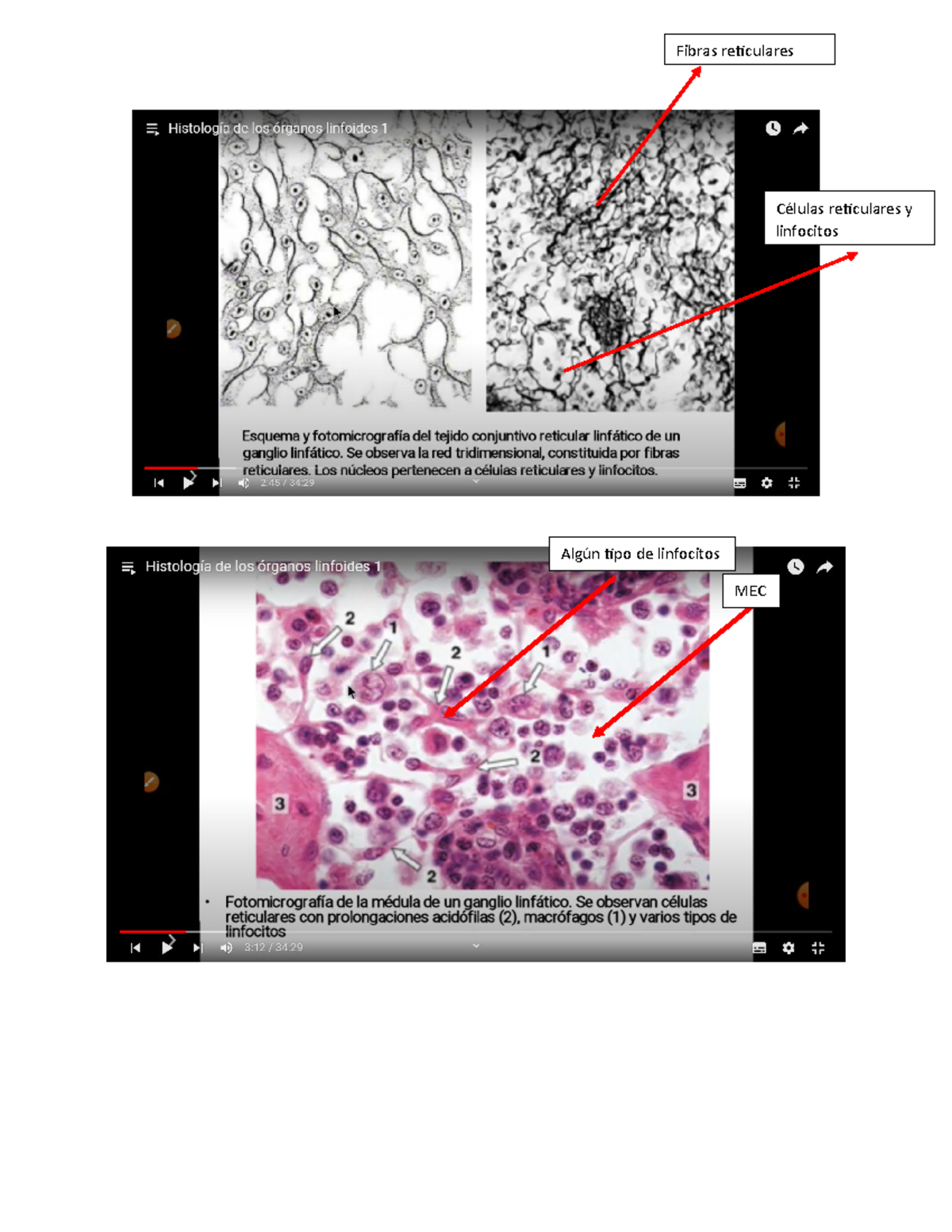 Stuudy hitología - Cortes histológicos con el nombre de cada una de sus ...