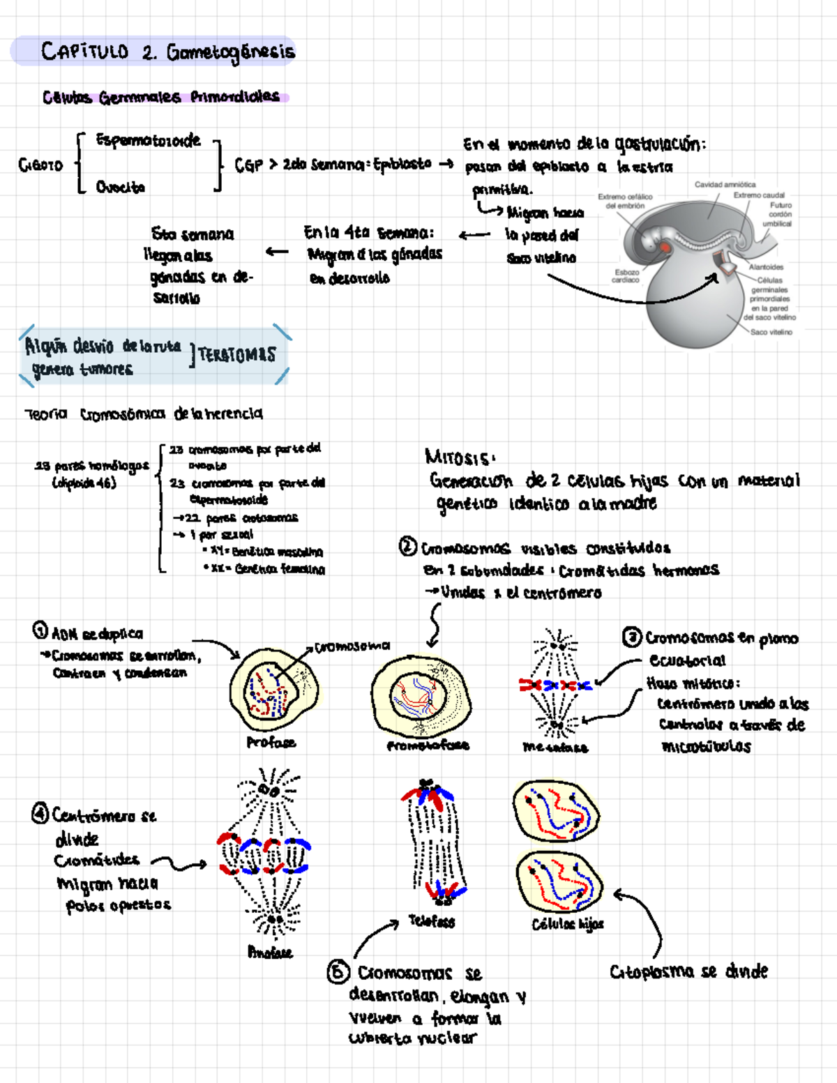 Capítulo 2 Embriología Langman gametogénesis: conversión de células germinales en gametos - Studocu