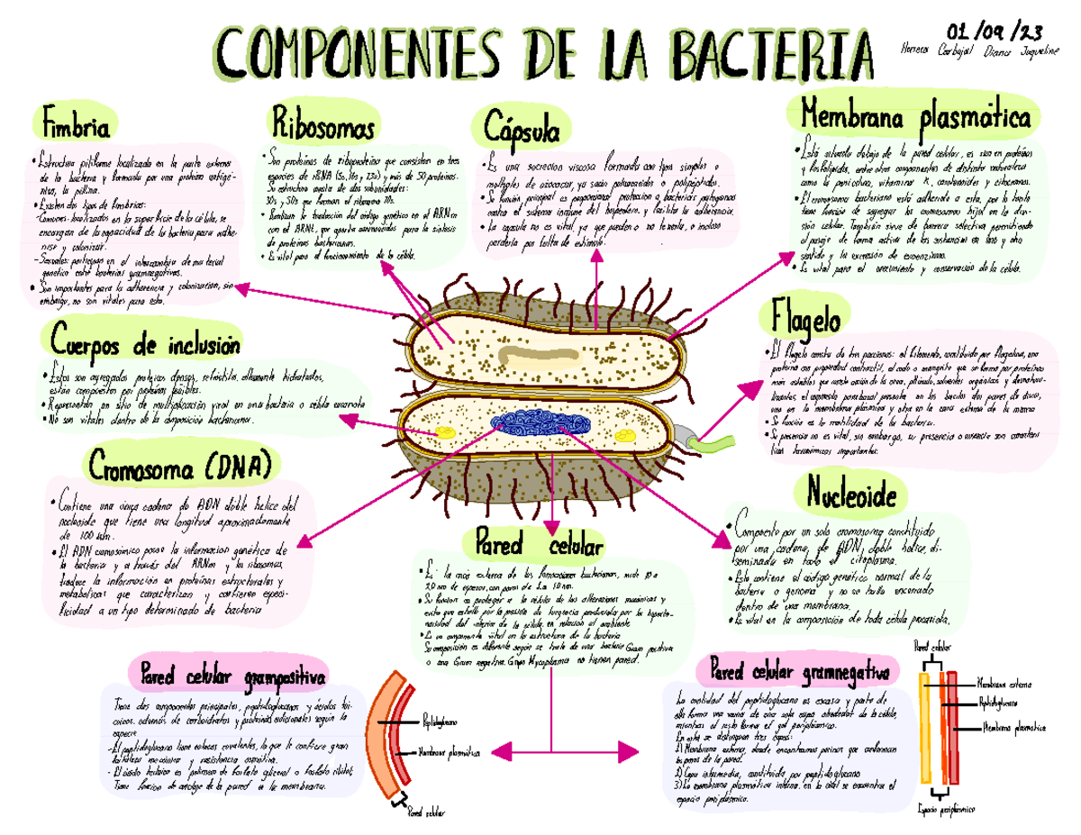 Anatomía bacteriana - Esquema que describe los principales componentes ...
