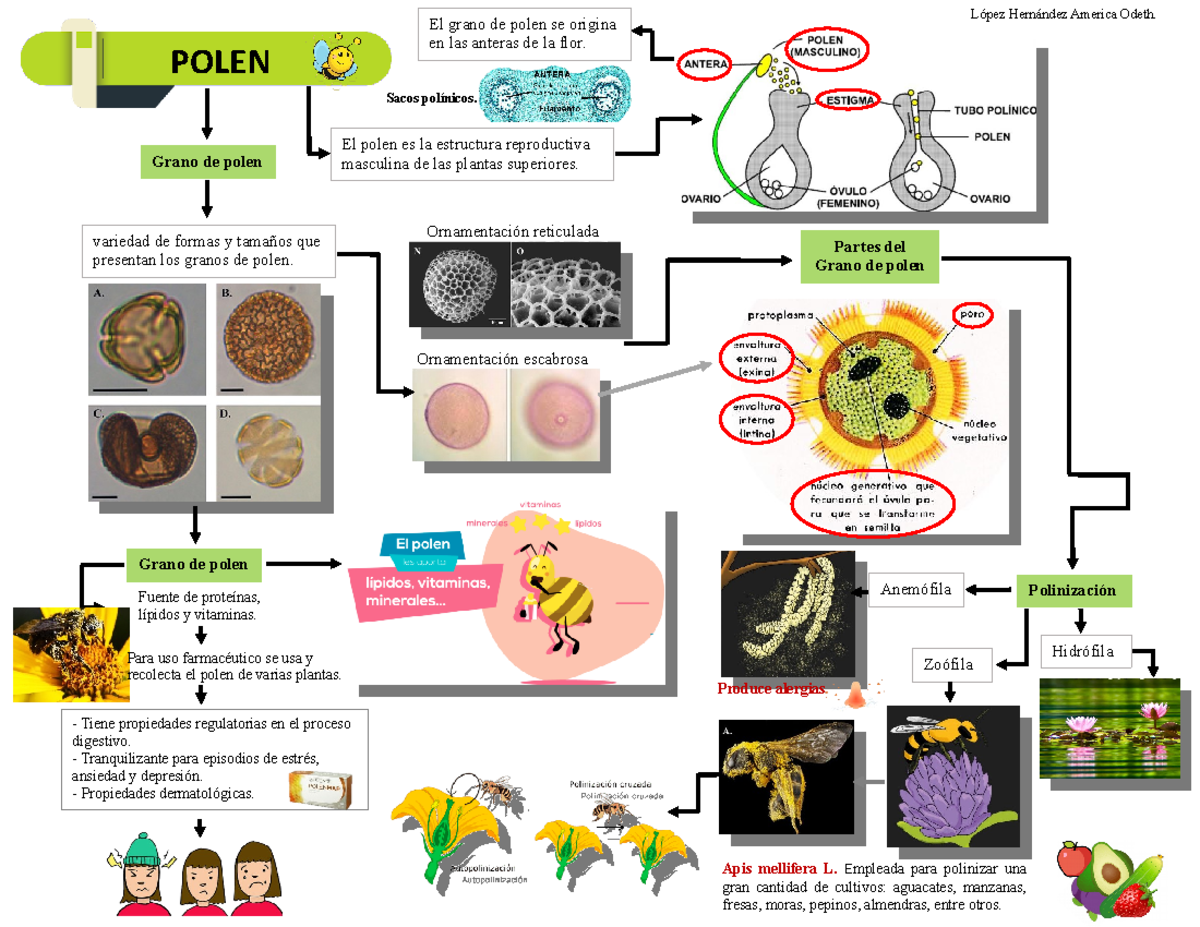 Mapa de polen word - López Hernández America Odeth. Produce alergias ...