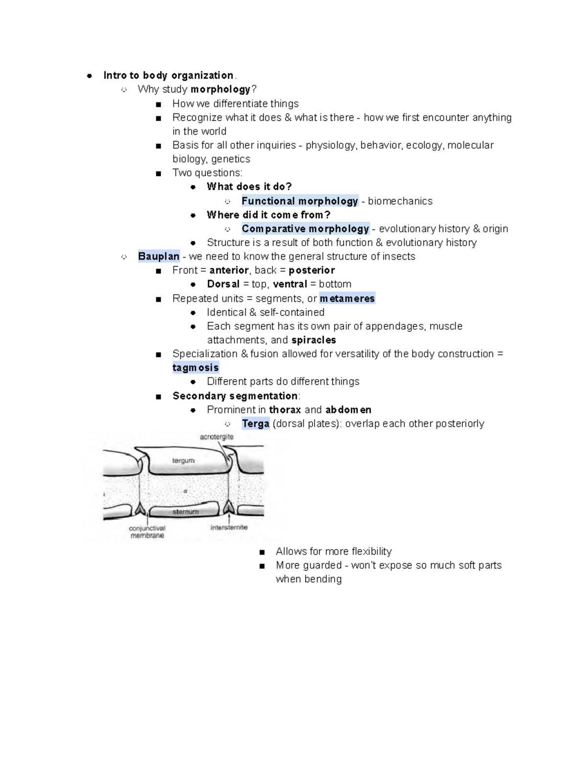 2 5 Lecture Body organization (tagmosis, head thorax legs wings ...