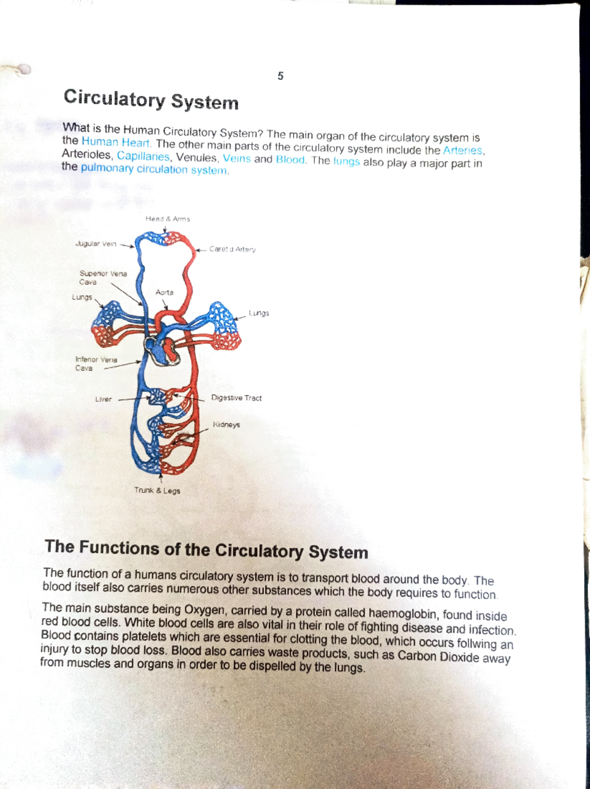 circulation full - Circulatory System What is the Human Circulatory ...