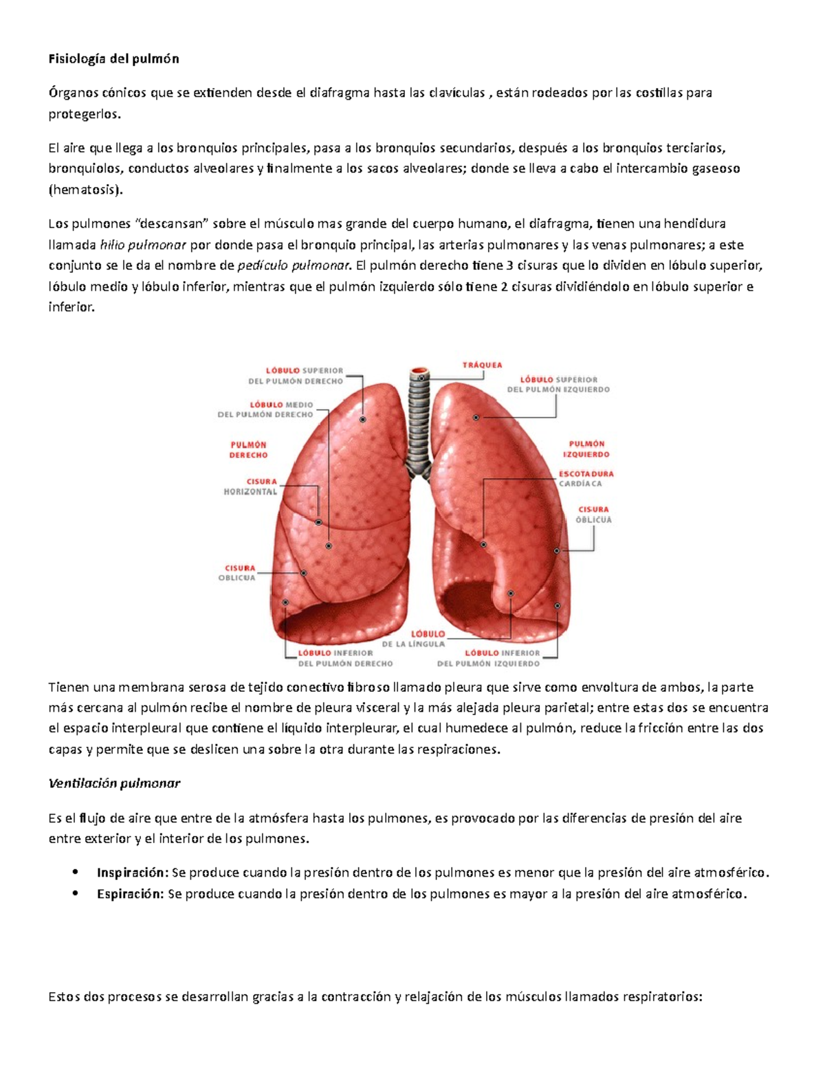 Fisiología del pulmón - Fisiología del pulmón Órganos cónicos que se ...