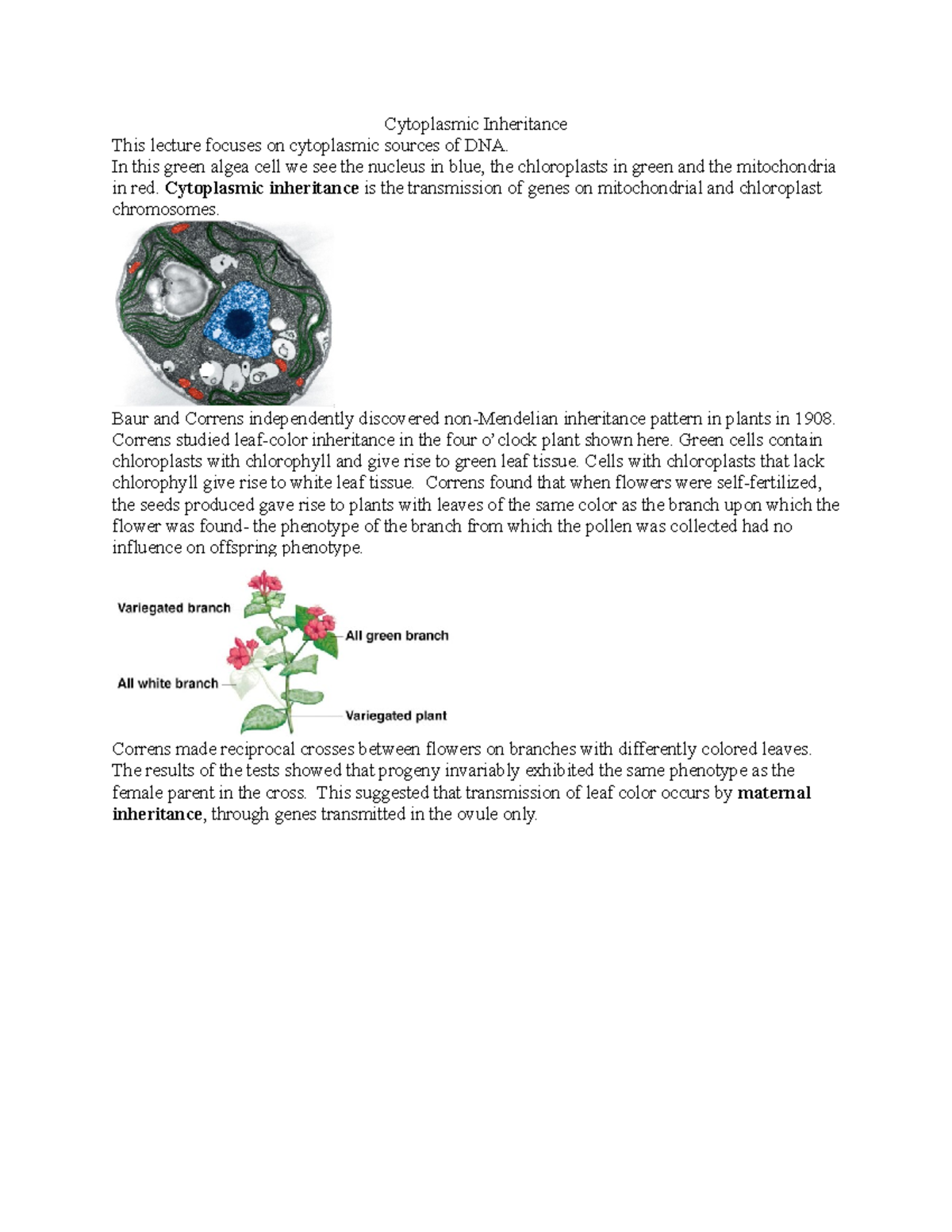 Cytoplasmic Inheritance - In this green algea cell we see the nucleus ...