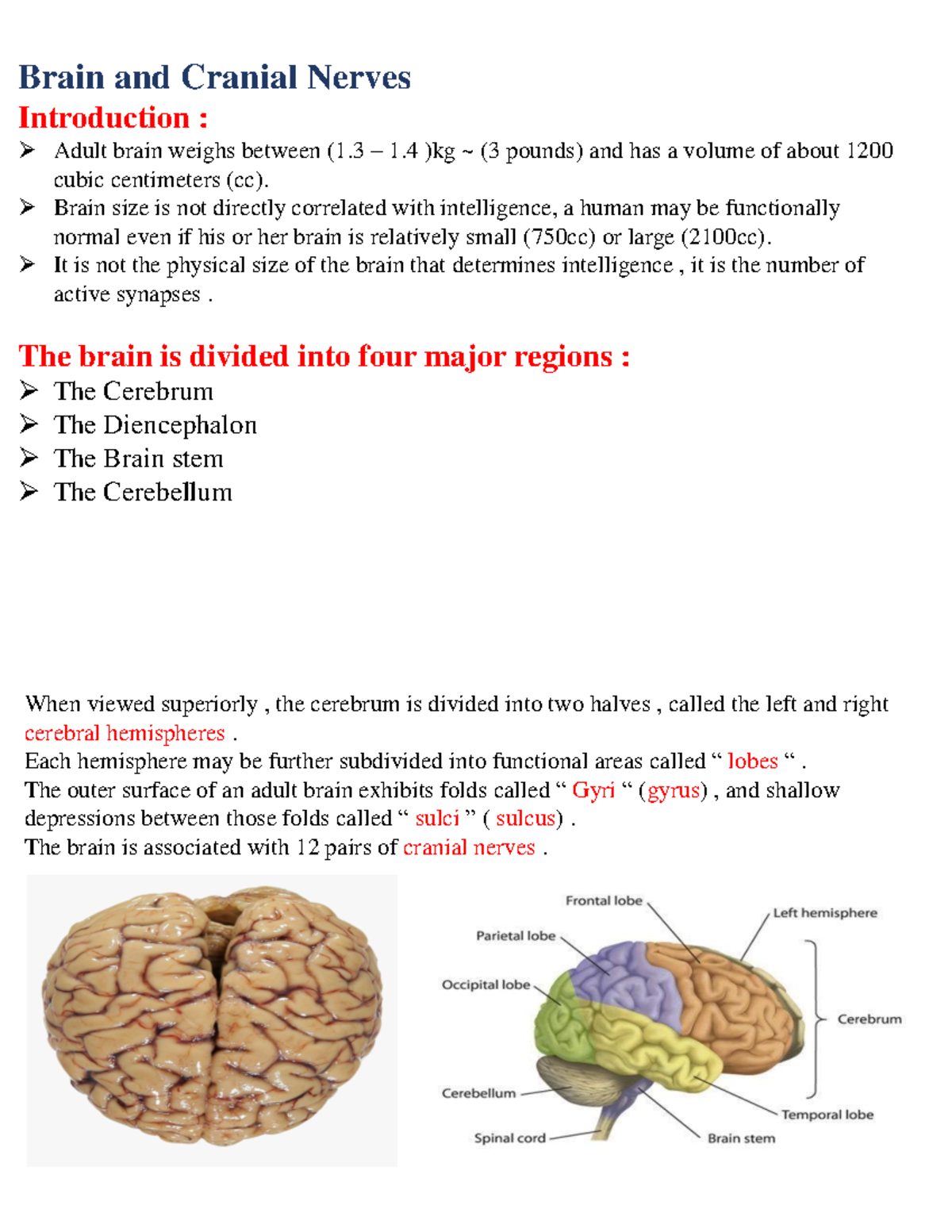 Anatomy and Physiology Nervous System part 2 - Brain and Cranial Nerves ...