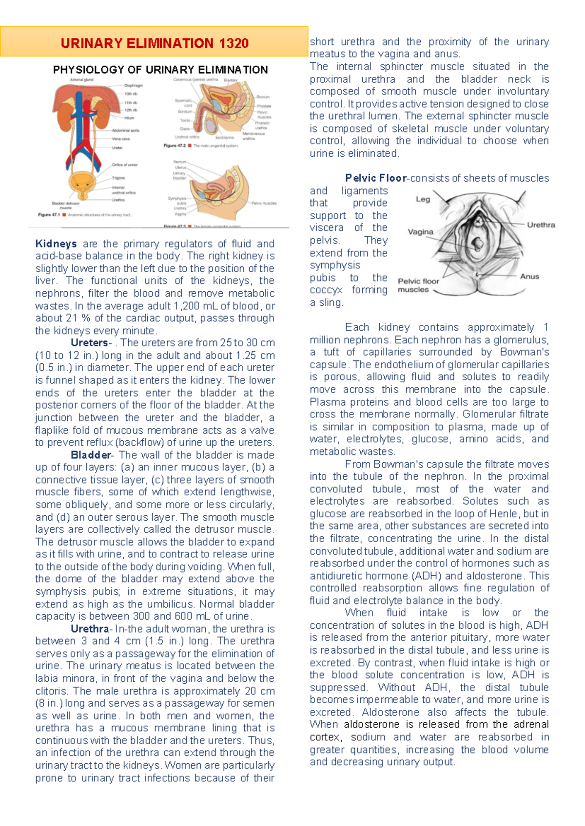 Fundamentals in Nursing - URINARY ELIMINATION 1320 PHYSIOLOGY OF URINARY ELIMINATION Kidneys are ...