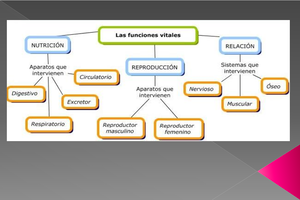 Temp ahre waksk - MODELO CONDUCTISTA El conductismo proviene del campo ...
