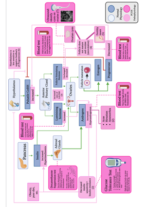 MEDI2102 Summary Notes - MEDI2102 – Renal, Reproductive and Endocrine ...