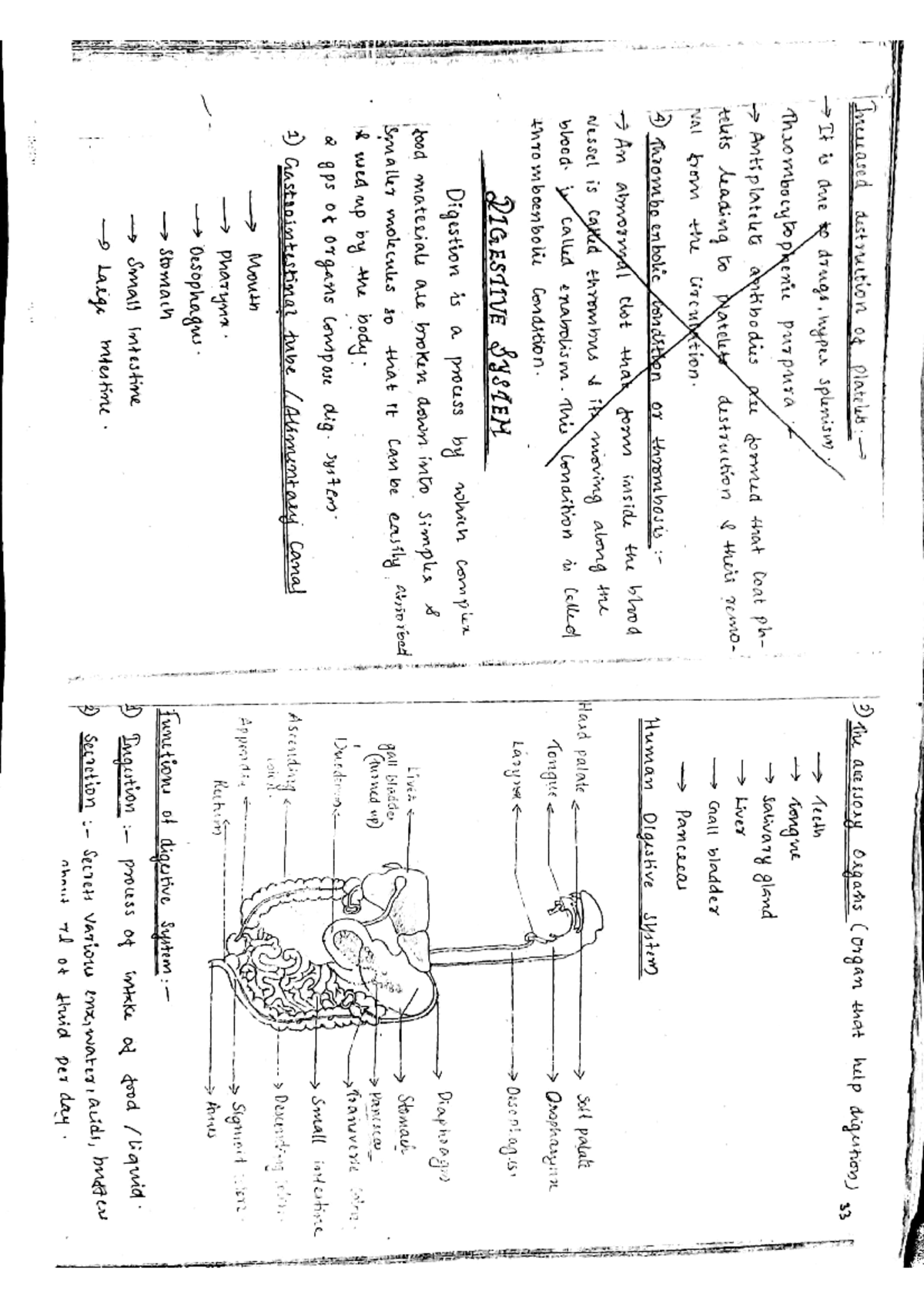 HAP Digestive System - based on university syllabus - Human anatomy and ...