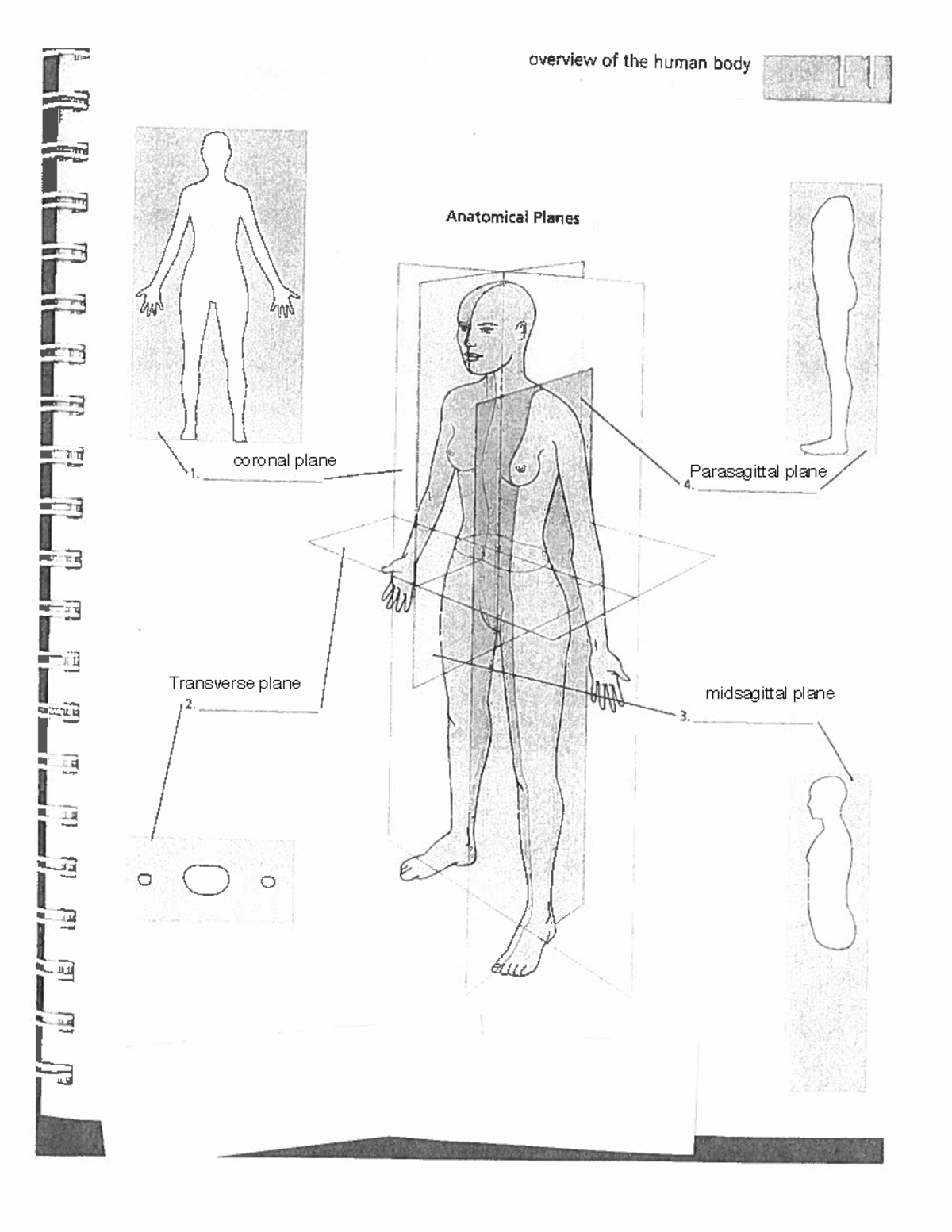Labeling Assignment #1 - BIO 202 - Studocu